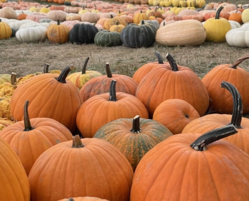 Fall Festivals & Events | Explore Mahoning